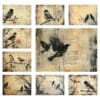 Monotone Bird Junk Journal Collection - Hello Brazen